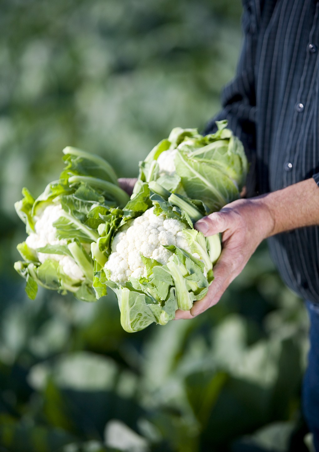Bulk Buy Cauliflower Wholesale | KFF