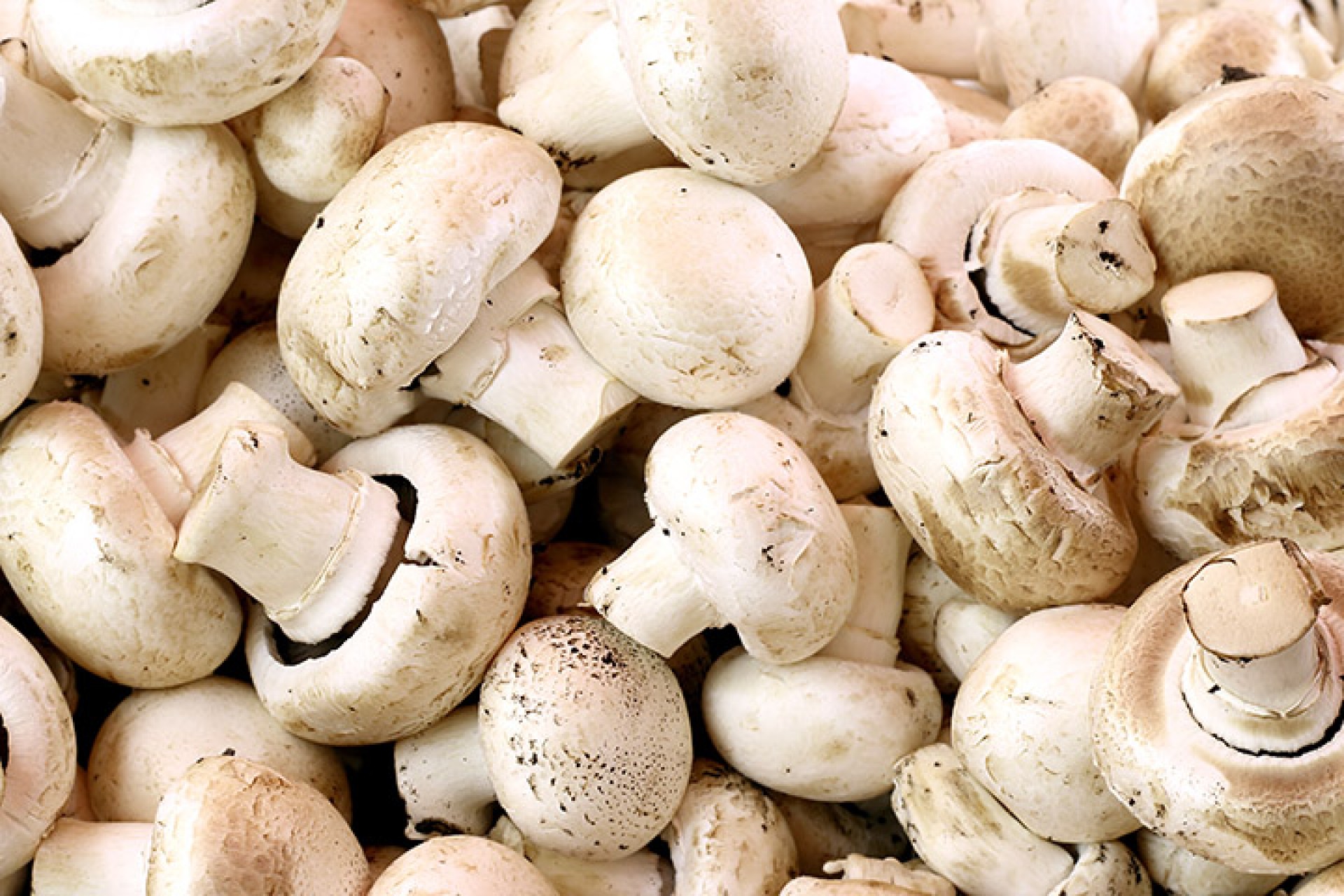 Bulk Buy Button Mushrooms Wholesale | KFF