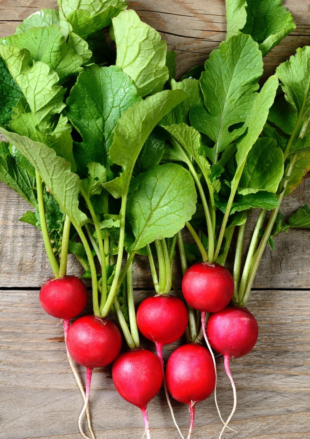 Bulk Buy Radish Wholesale | KFF