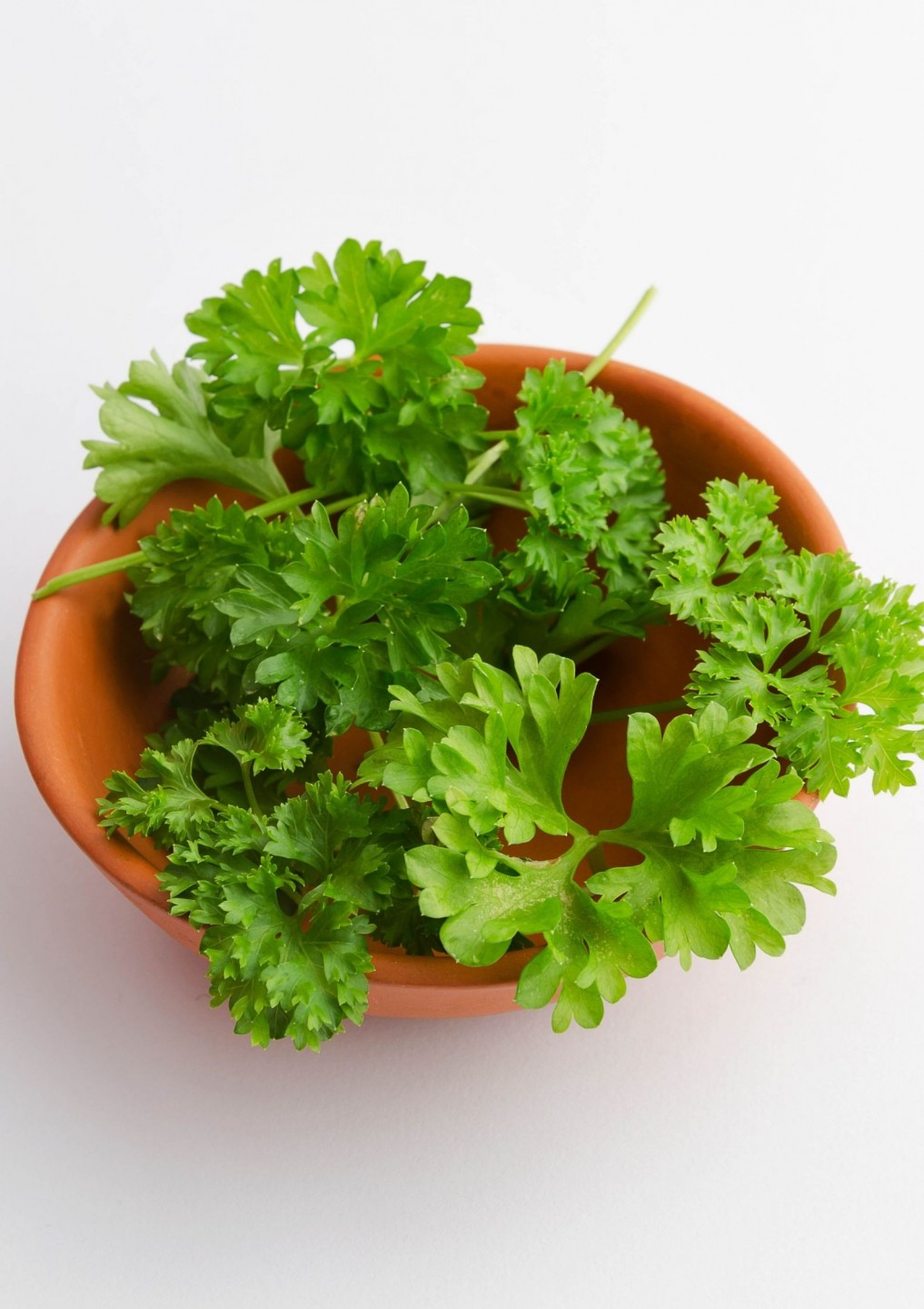 Bulk Buy Curly Parsley Wholesale | KFF