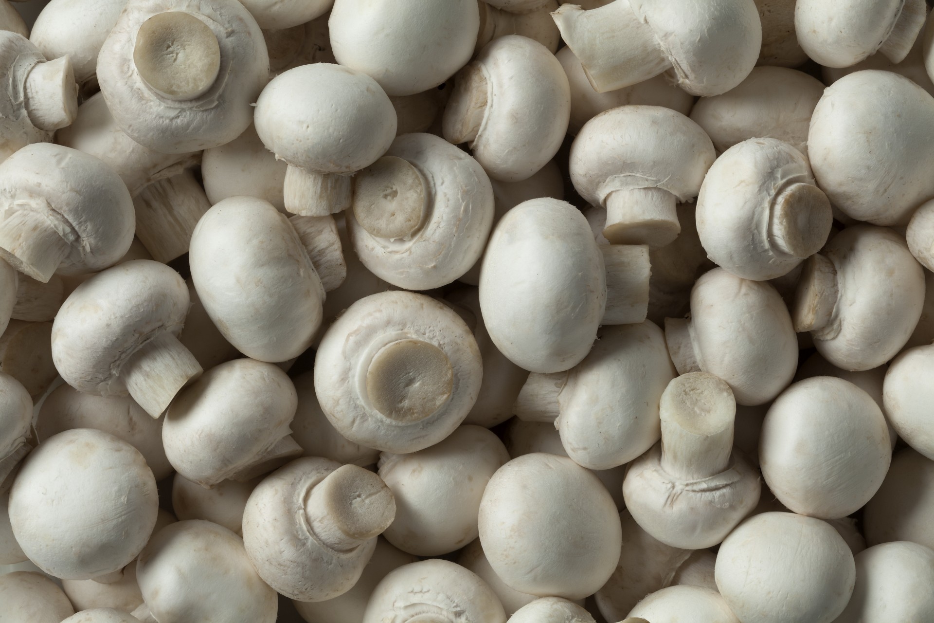 Bulk Buy Button Mushrooms Wholesale | KFF