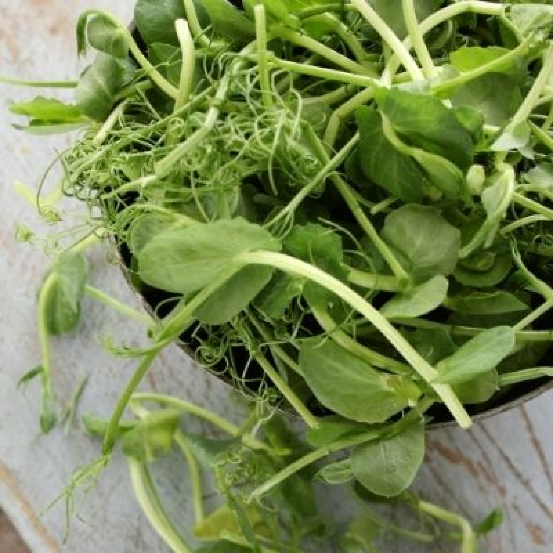 Bulk Buy Pea Shoots (Cut) Wholesale | KFF