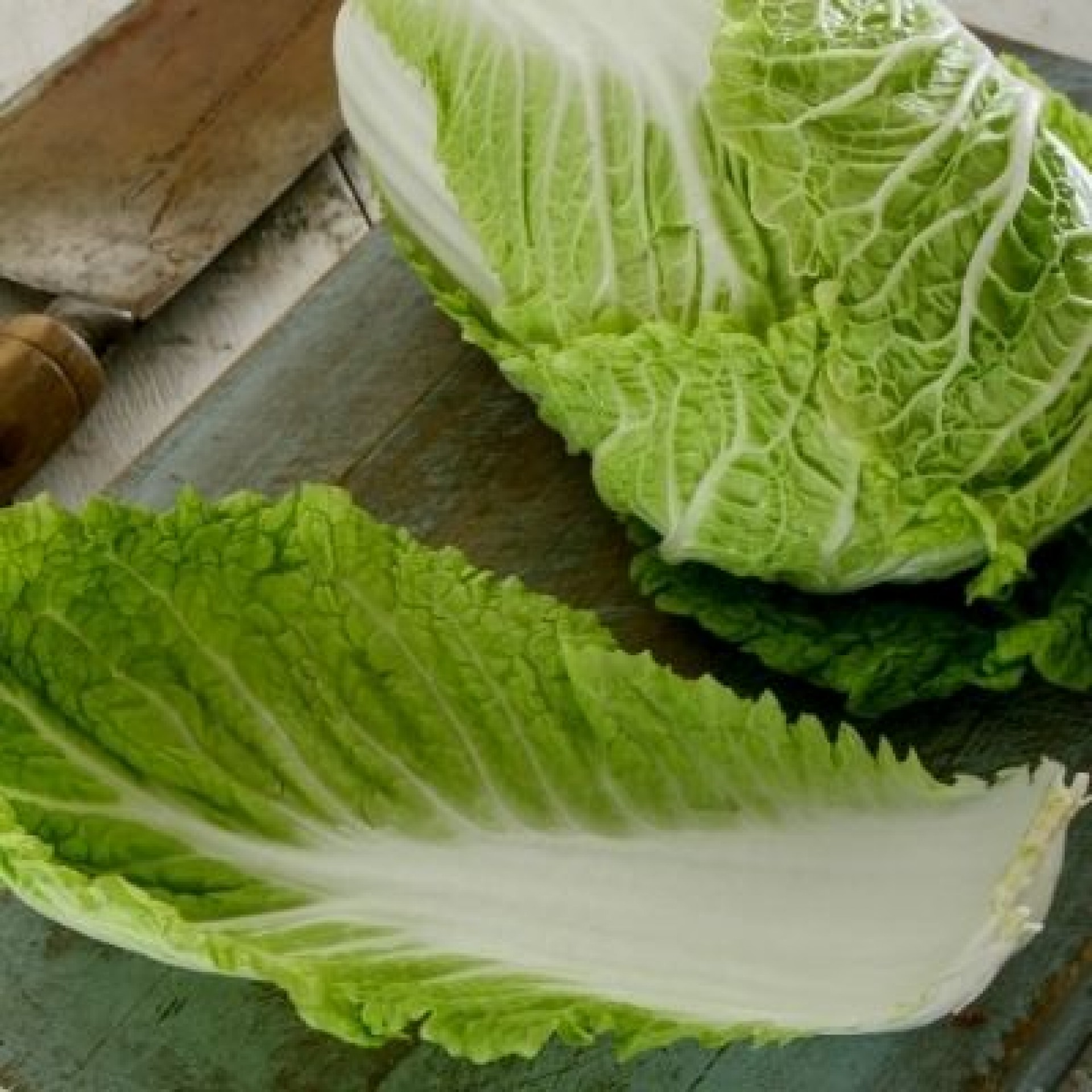Bulk Buy Chinese Leaf Lettuce Wholesale | KFF