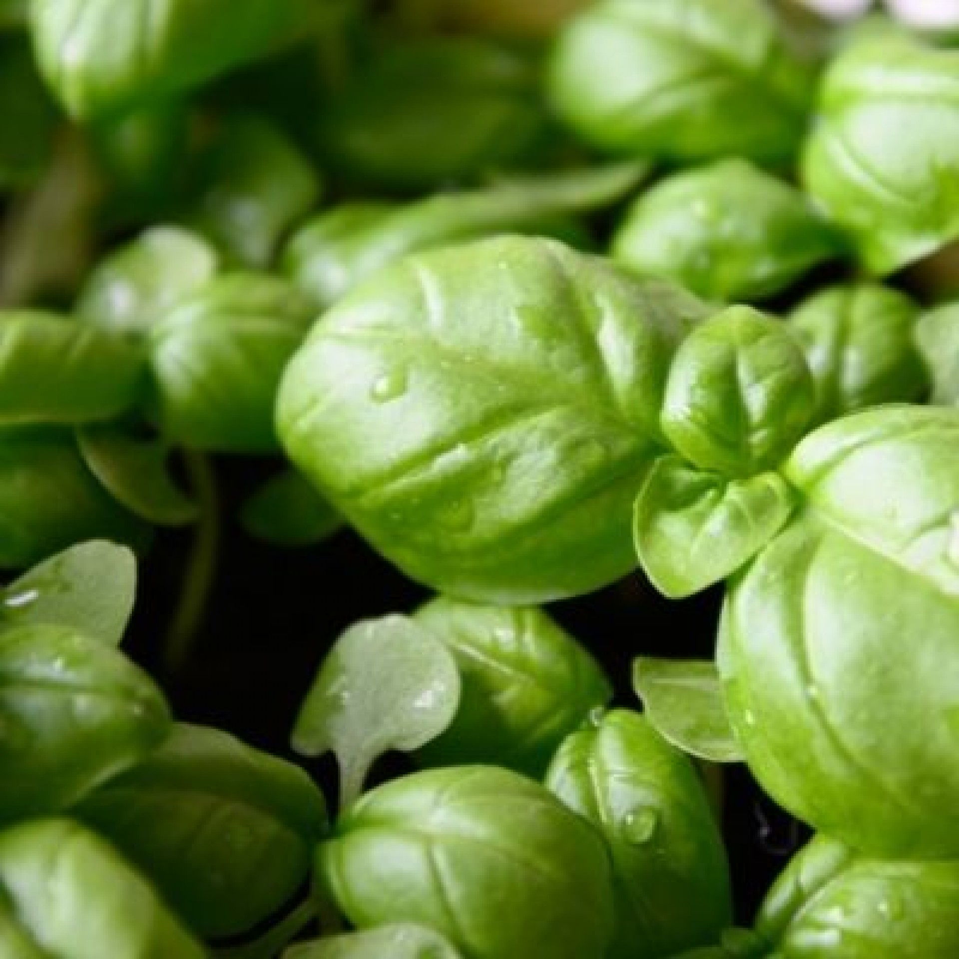 Micro Basil Green