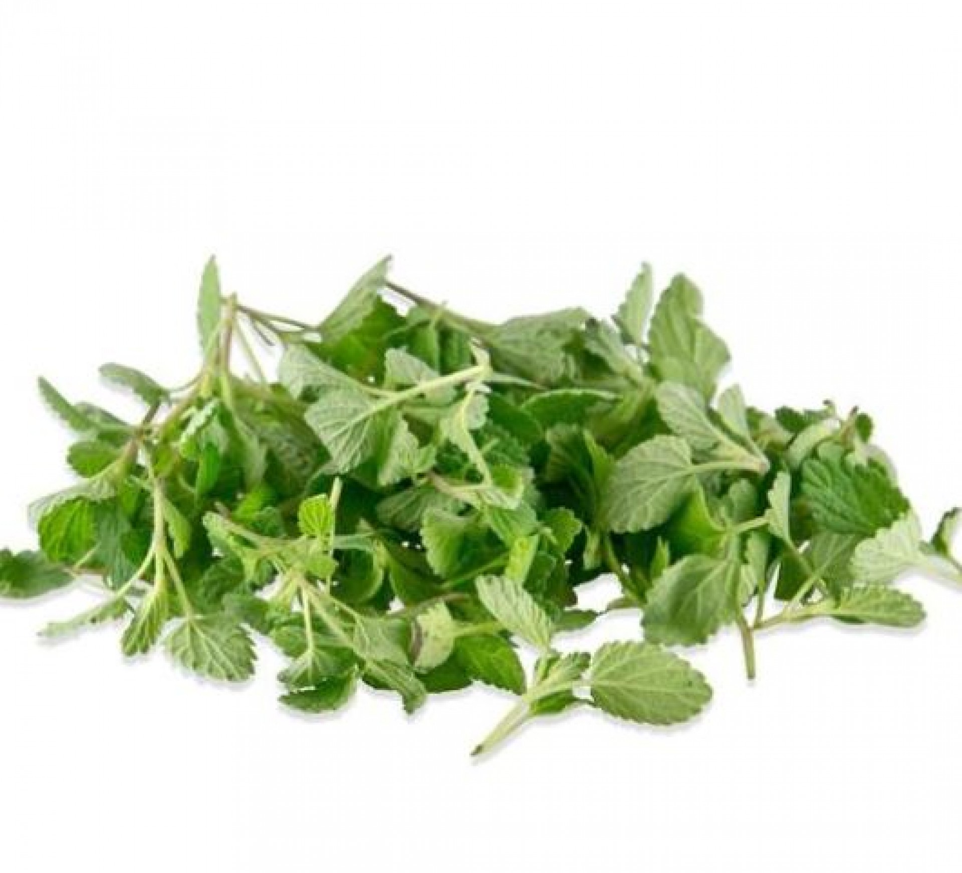 Bulk Buy Micro Lemon Balm Wholesale | KFF