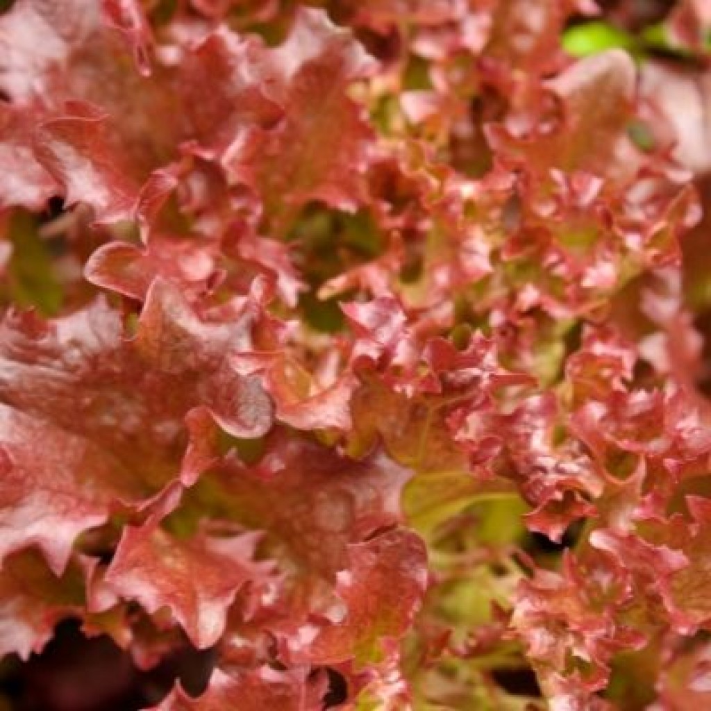 Red Apollo Lettuce