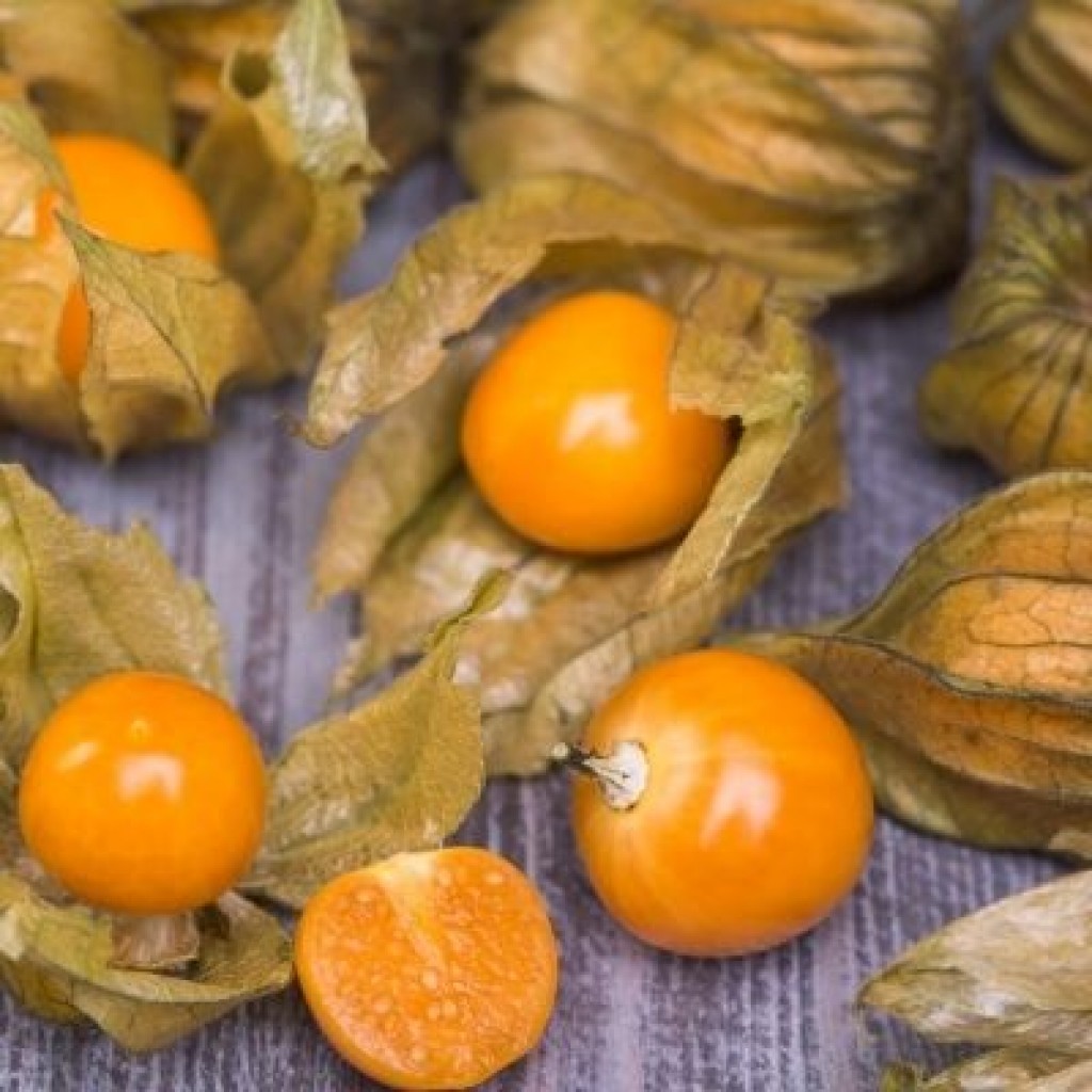 Bulk Buy Physalis Wholesale | KFF