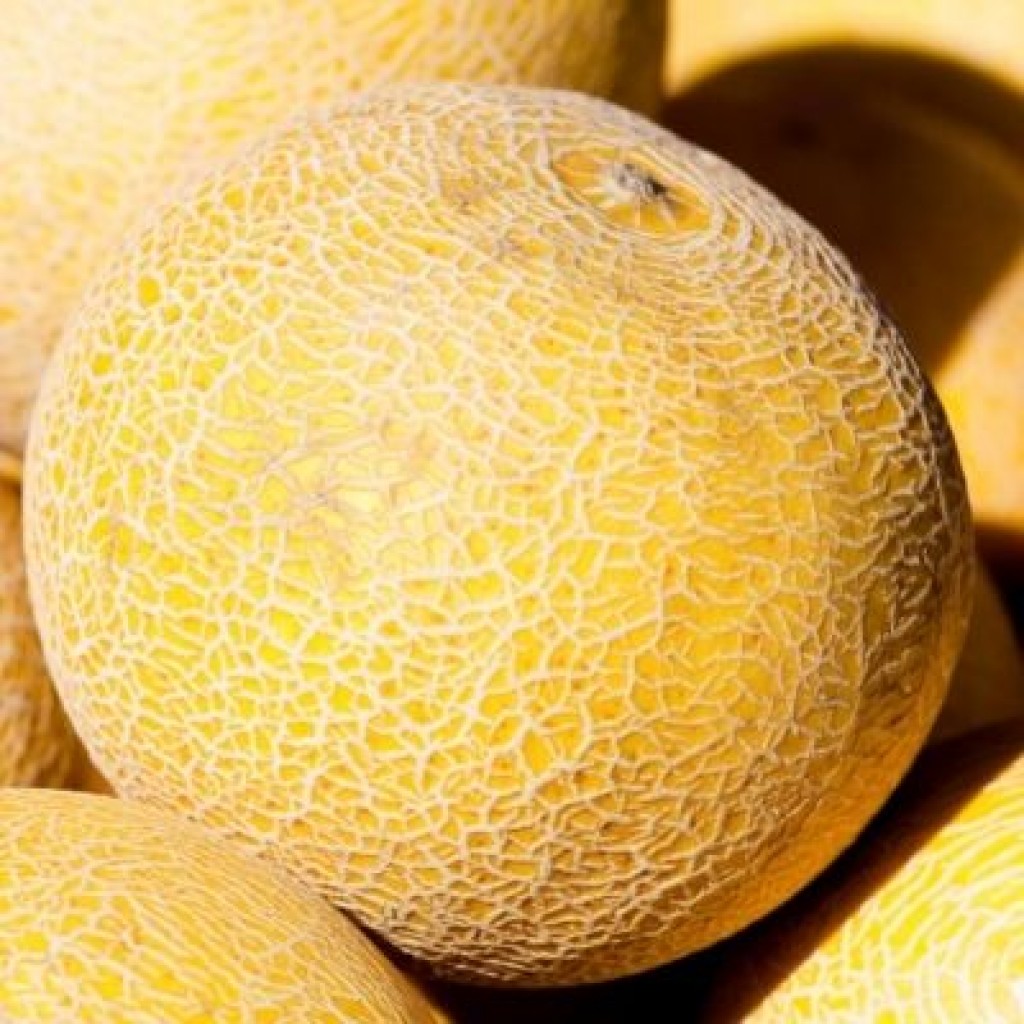 Bulk Buy Galia Melon Wholesale | KFF