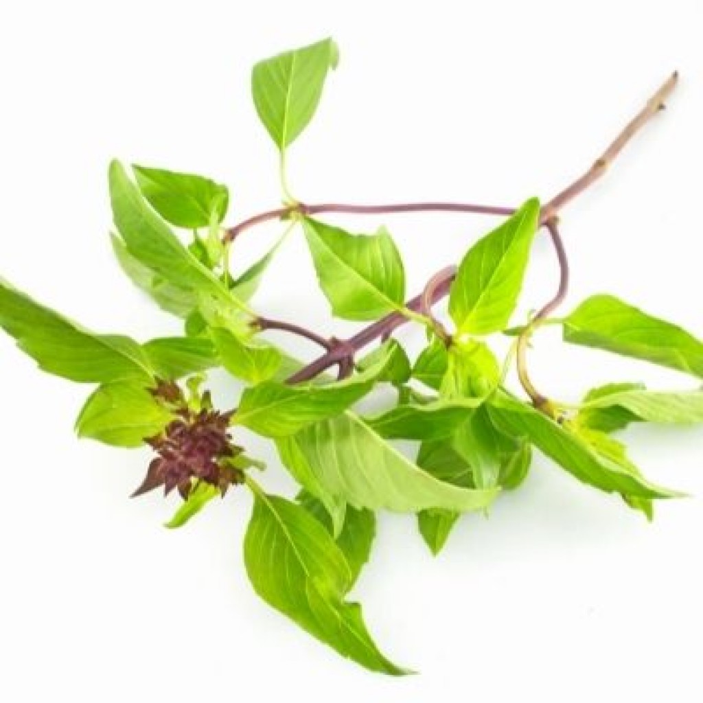 Bulk Buy Thai Mirco Basil Wholesale | KFF