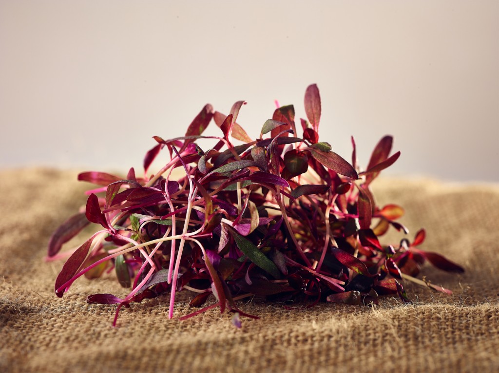 Bulk Buy Micro Amaranth Red Wholesale | KFF