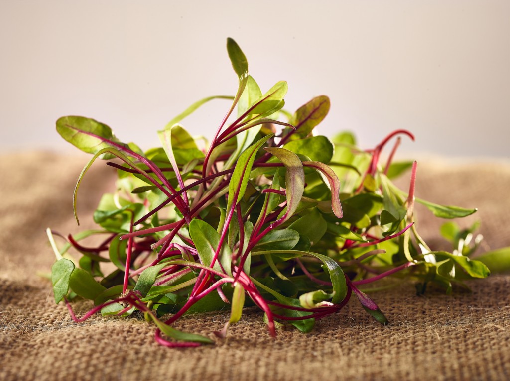 Bulk Buy Red Micro Chard Wholesale | KFF